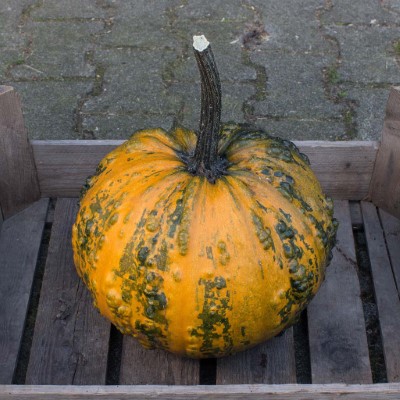 Onze pompoenen – Pompoenerie Best